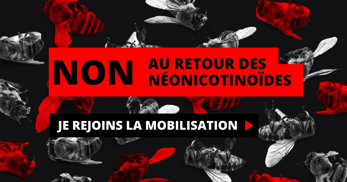 NON au retour des néonicotinoïdes tueurs d’abeilles